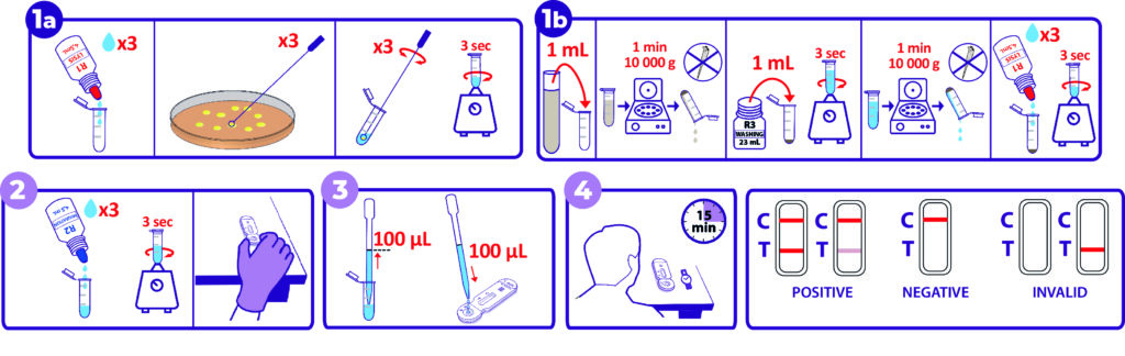 Candida auris DETECTION TEST